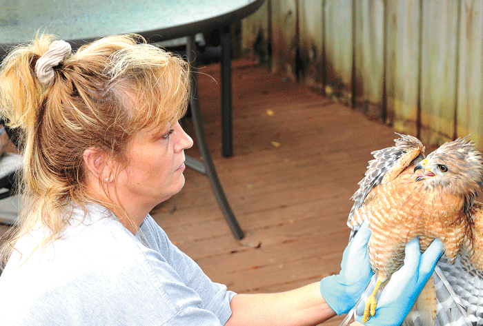 The great hawk escape: Lutz residents rescue entrapped bird