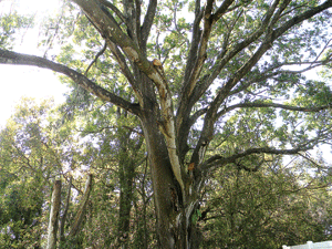 Lutz tree officially declared champion