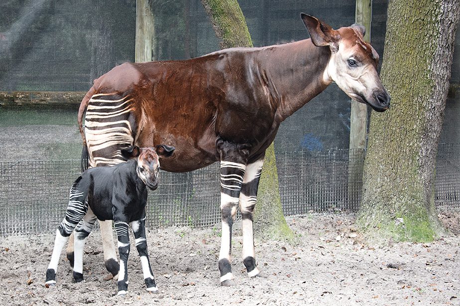 okapi-newborn okapi calf with mom betty rgb