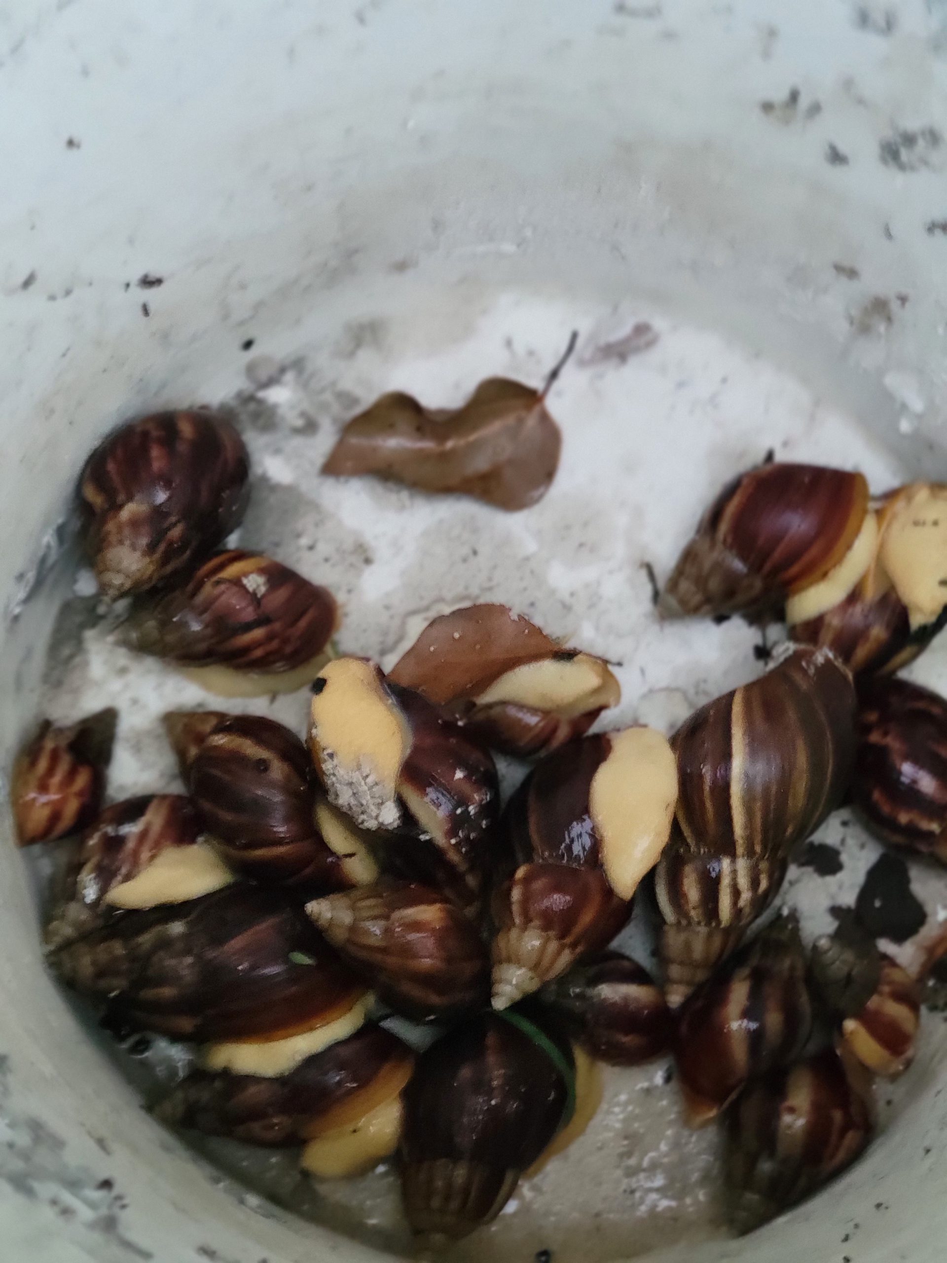 snails bucket (001)
